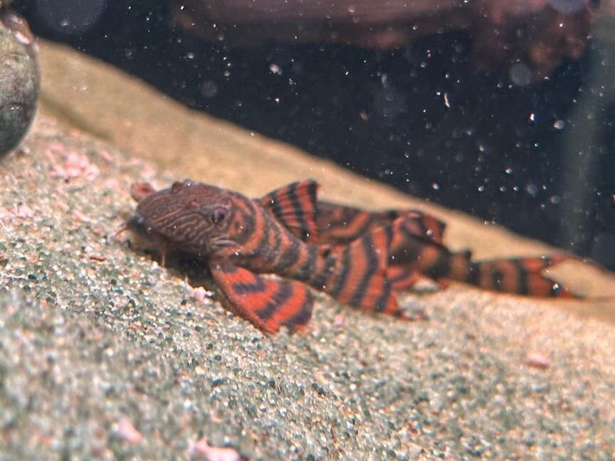 L 397 красная зебра