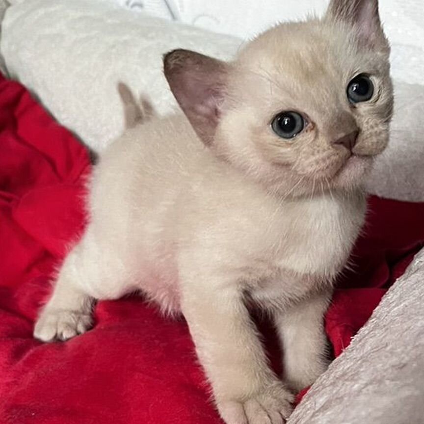 Бурманский котенок
