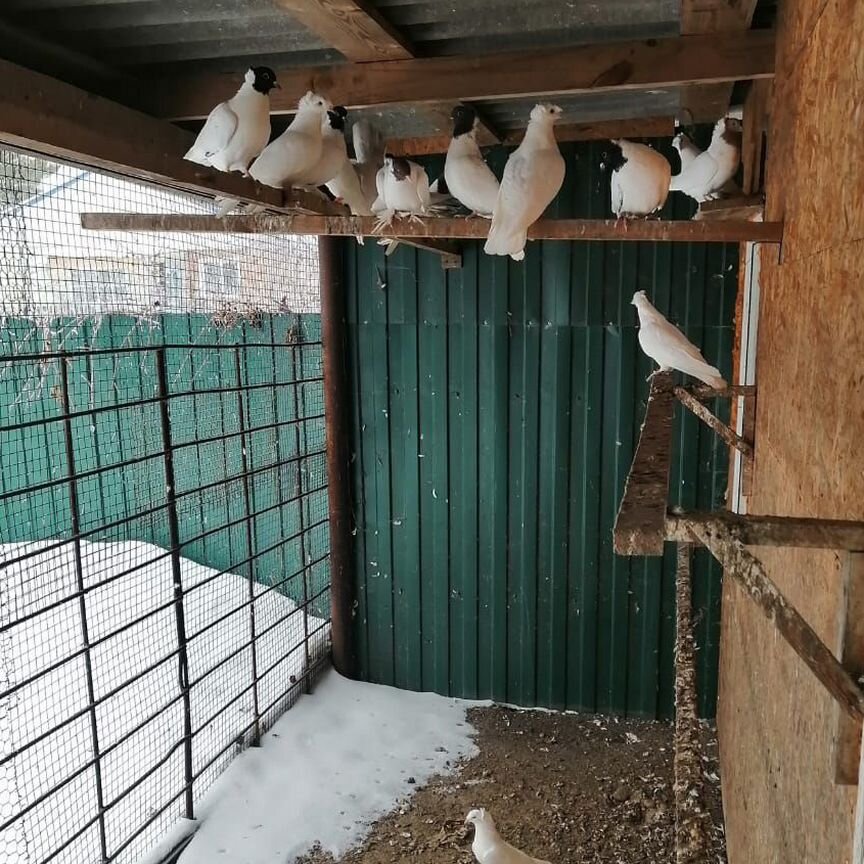 Продажа бакинских голубей