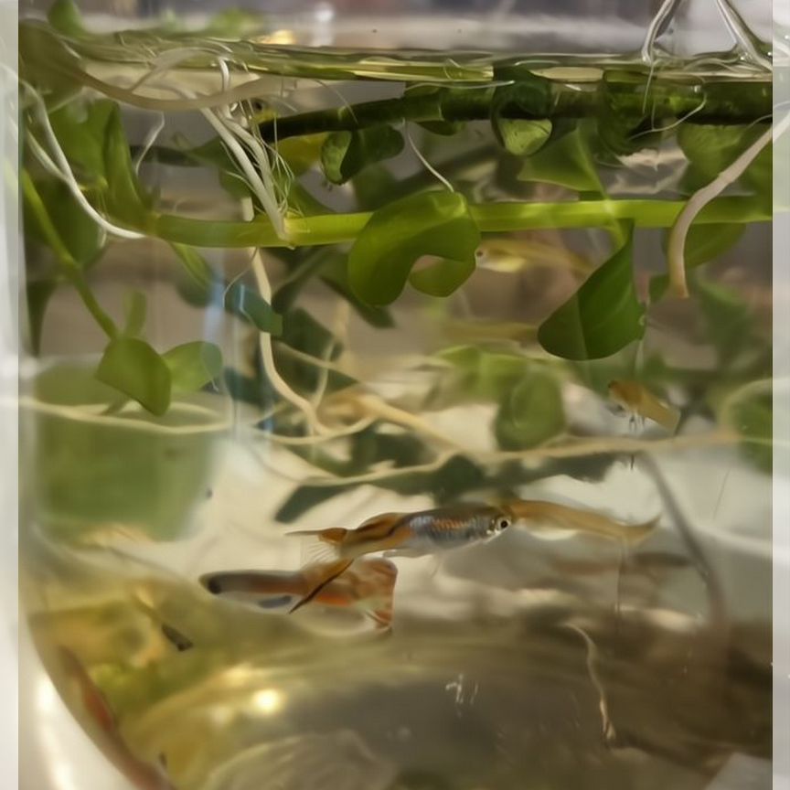Аквариумные рыбки и растения