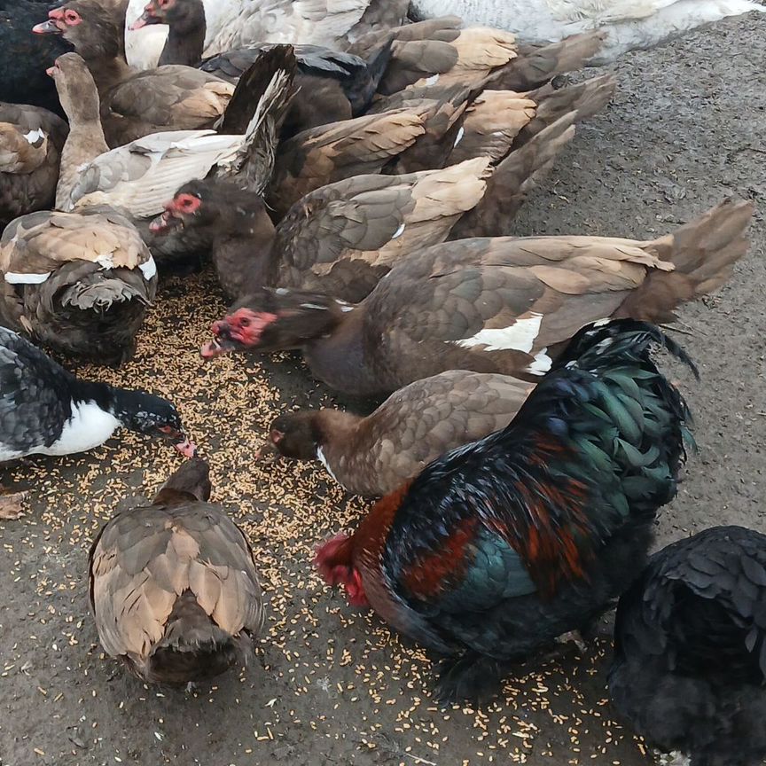 Утки шипуны