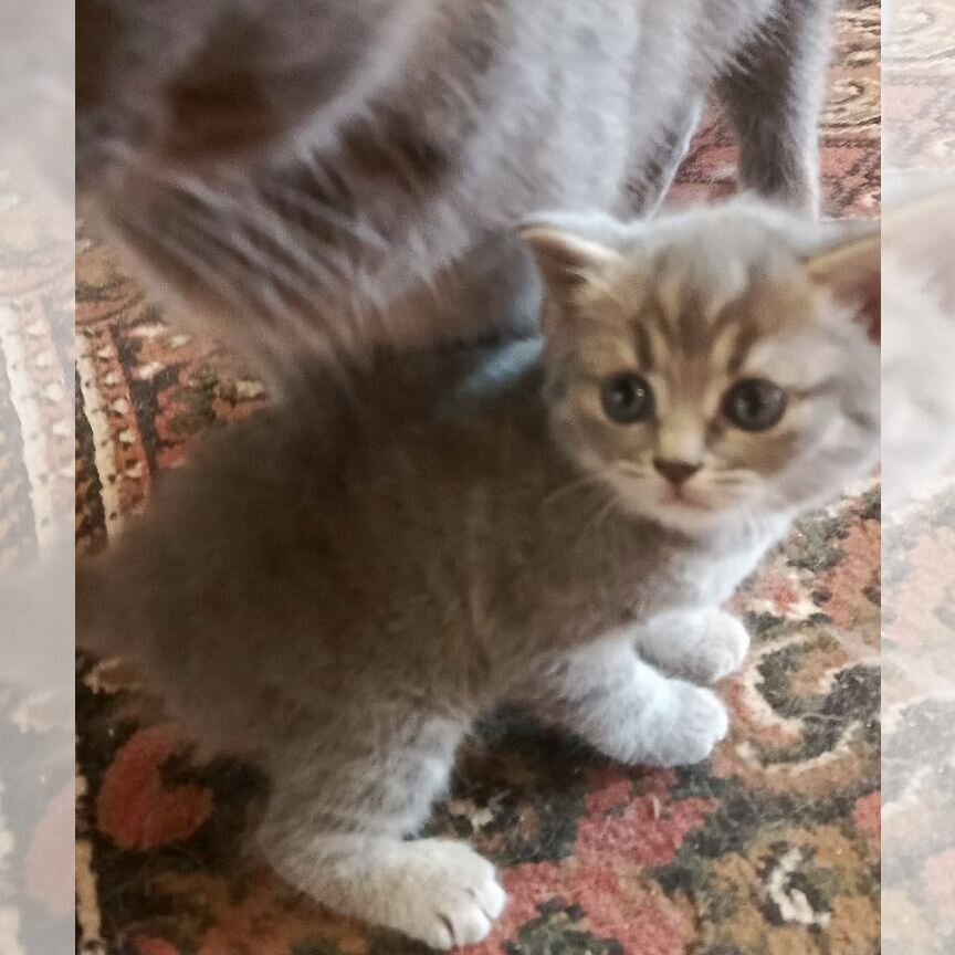 Британский короткошёрстный котёнок