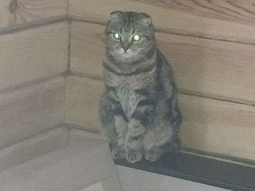 Шотландский вислоухий кот