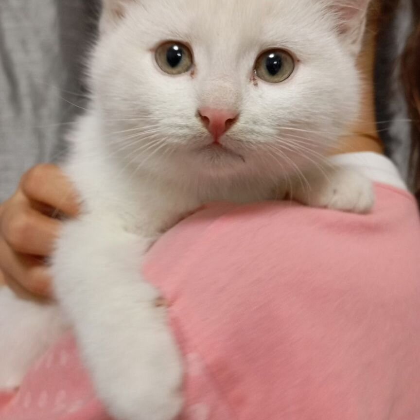 Котята отдам в добрые руки бесплатно
