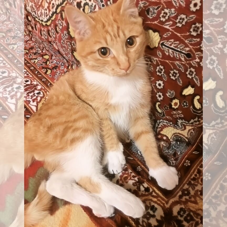 Котёнок в добрые руки