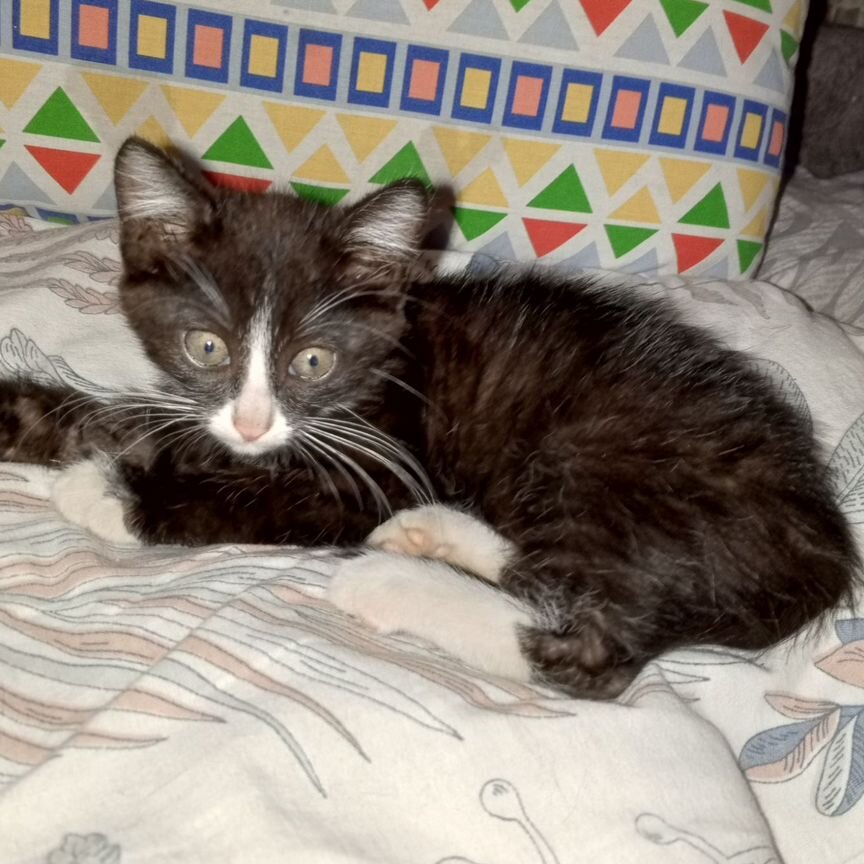 Котенок мальчик