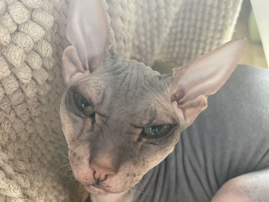 Котята сфинкс