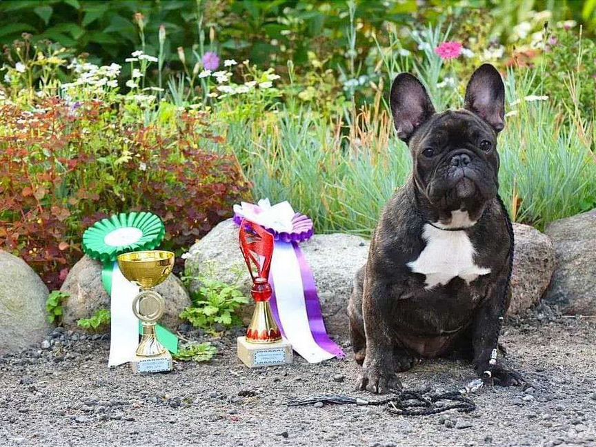 Французкий Бульдог щенки Девочка