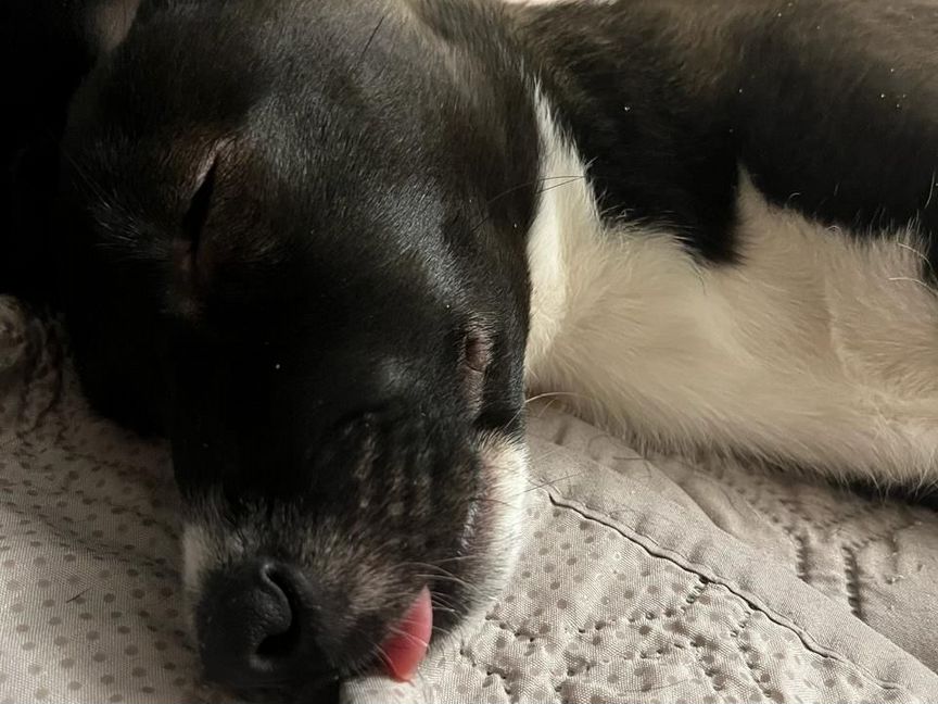 Молочная Шоколадка Милка