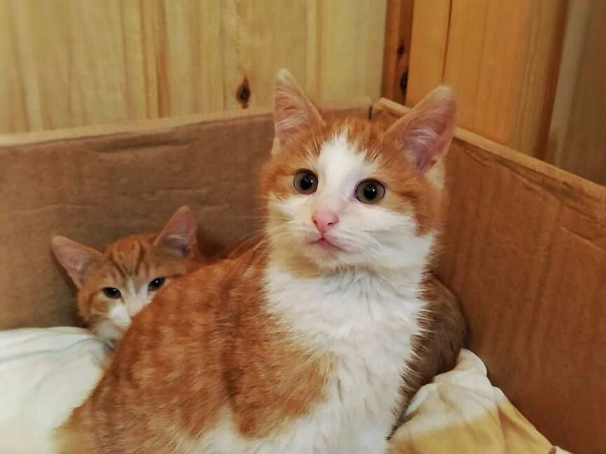 Сладкие котята 3 месяца ждут чудо под Новый Год