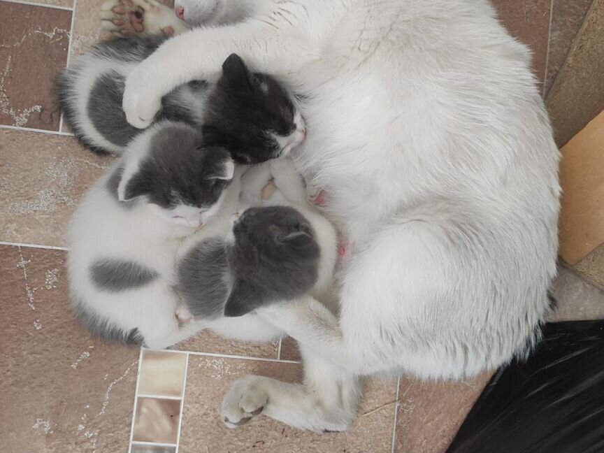 Котята Японский Бобтеил