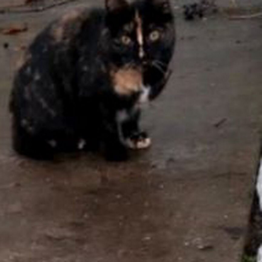 Котята замерзают