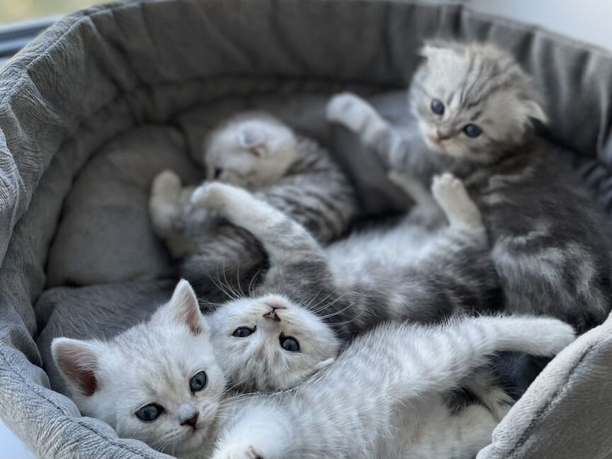 Котята британцы