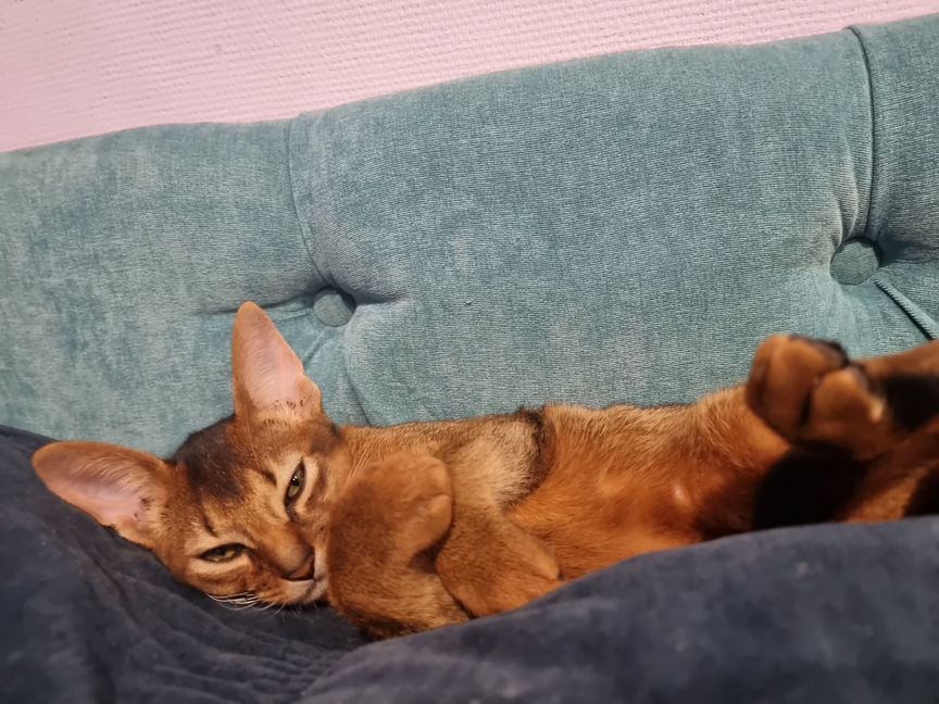 Абиссинский кот