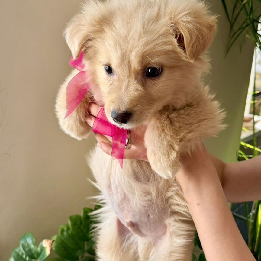 Щенок мальчик в добрые руки