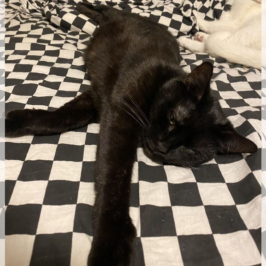 Продам кошку