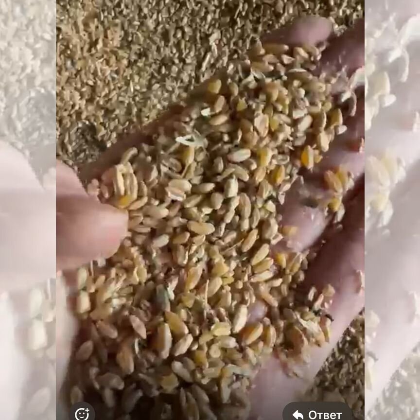 Пшеница на комбикорм