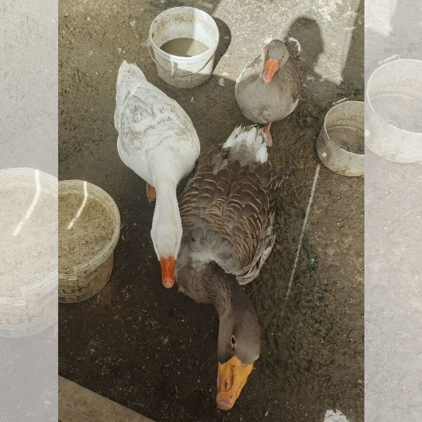 Гуси (семья)