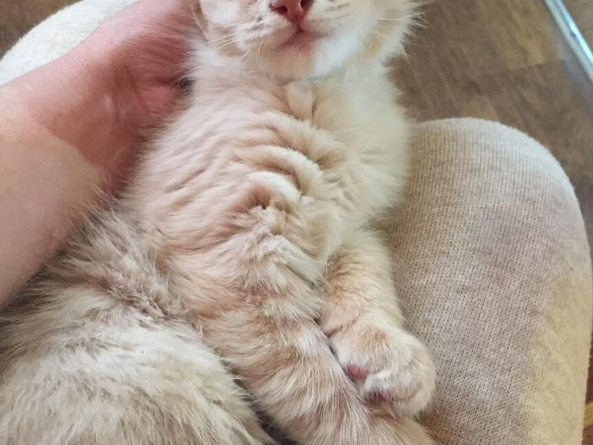 Котёнок мейн-кун метис рыжий бесплатно