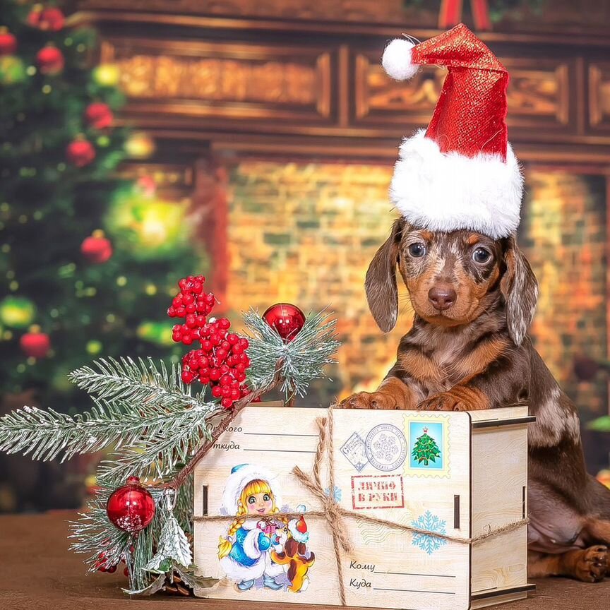 Миниатюрная такса г/ш мальчики