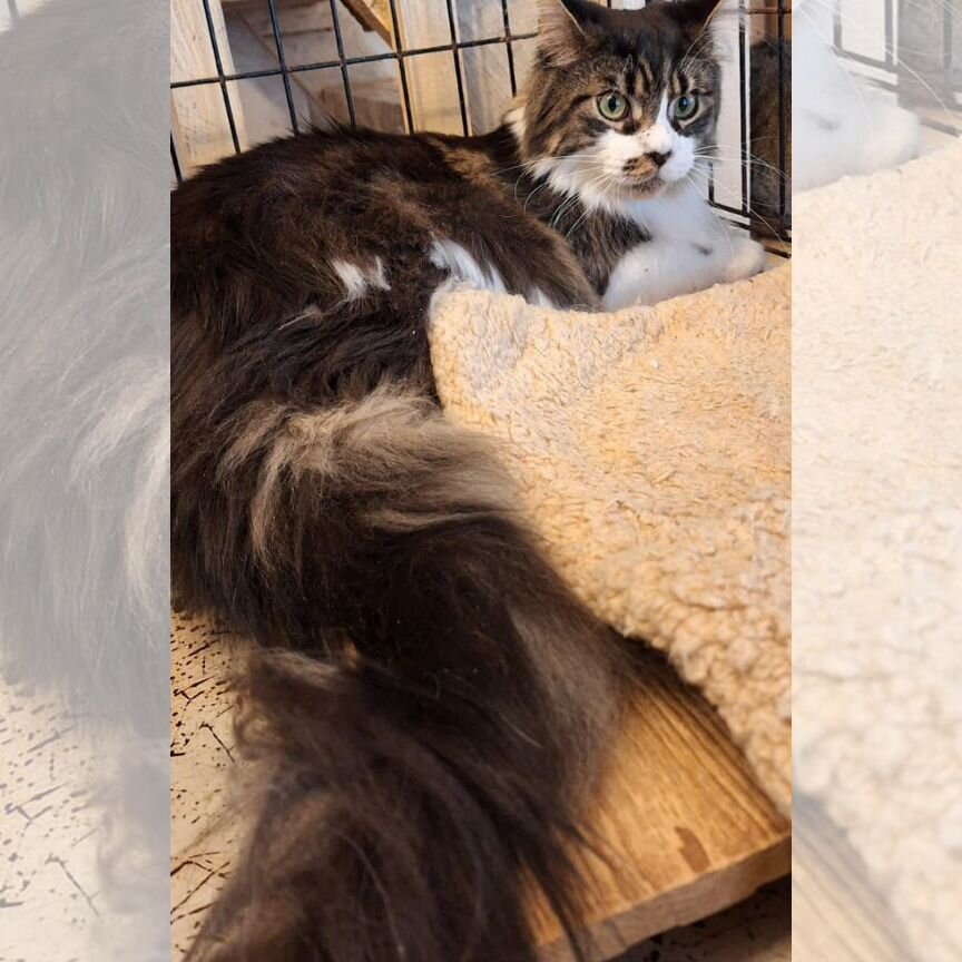 Кошка в добрые руки, мейнкун