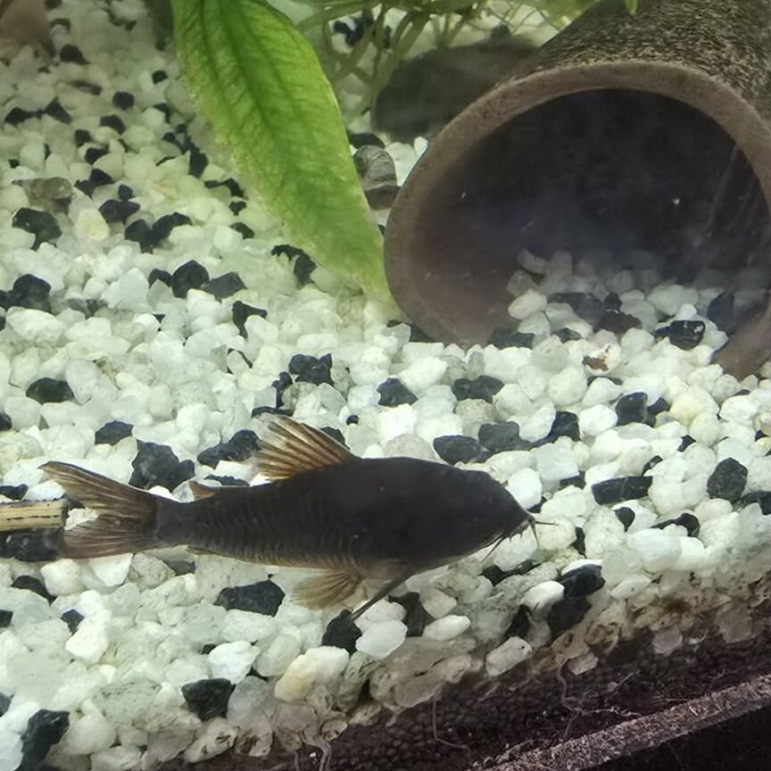 Коридорас блек стайка