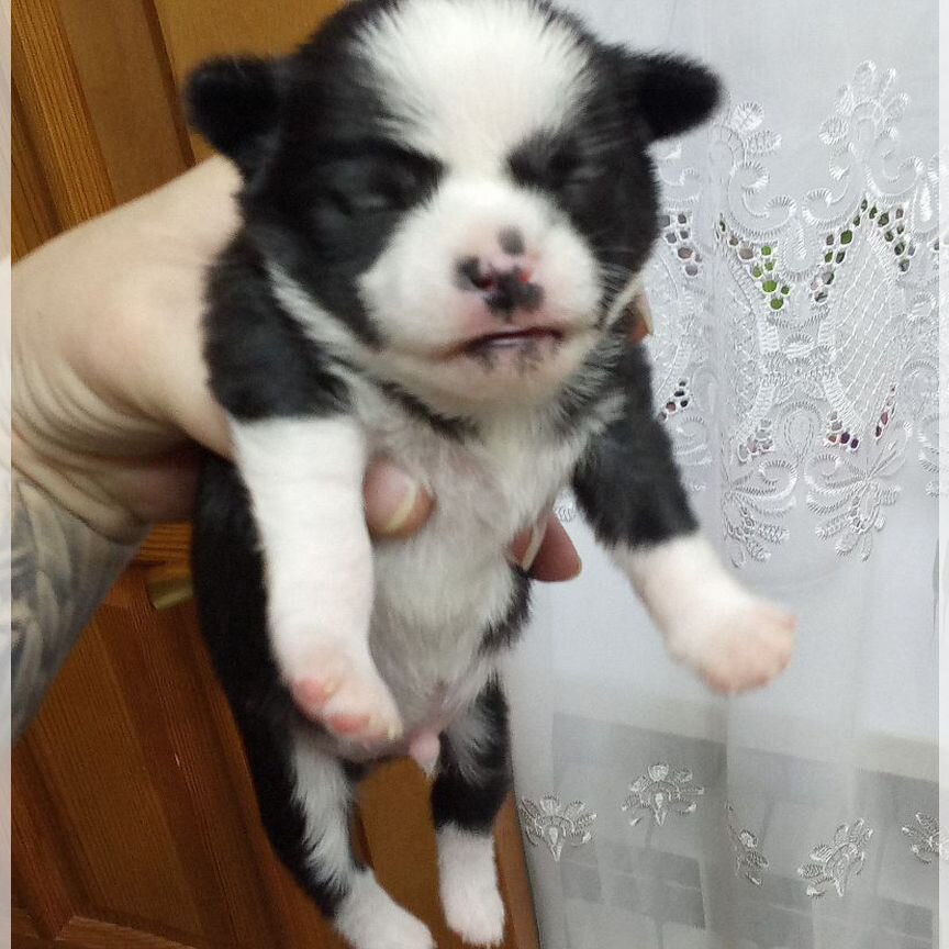 Чихуахуа, щенок