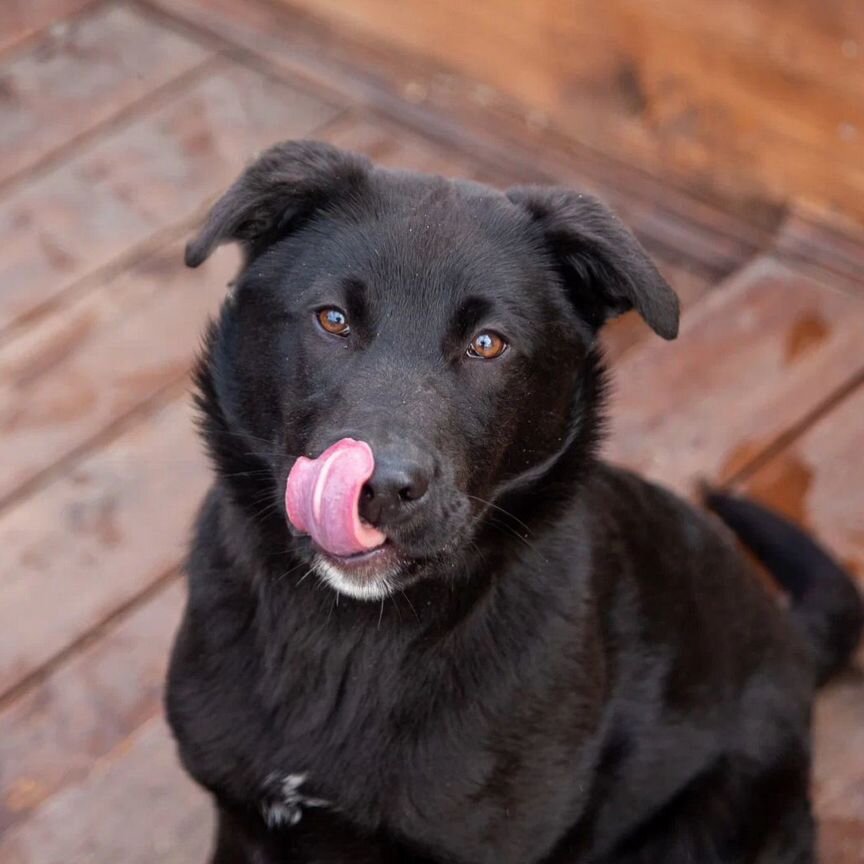 Щенок в добрые руки