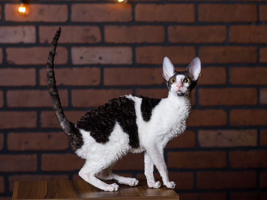 Кудрявая роскошь кошечка Корниш рекс