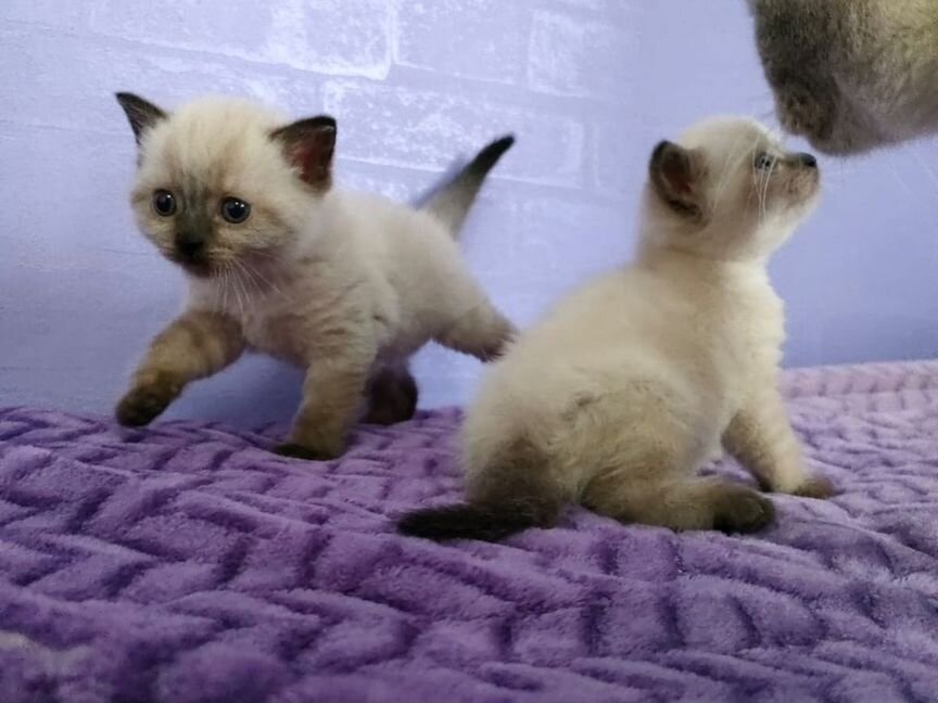 Шотландские прямоухие котята мальчики