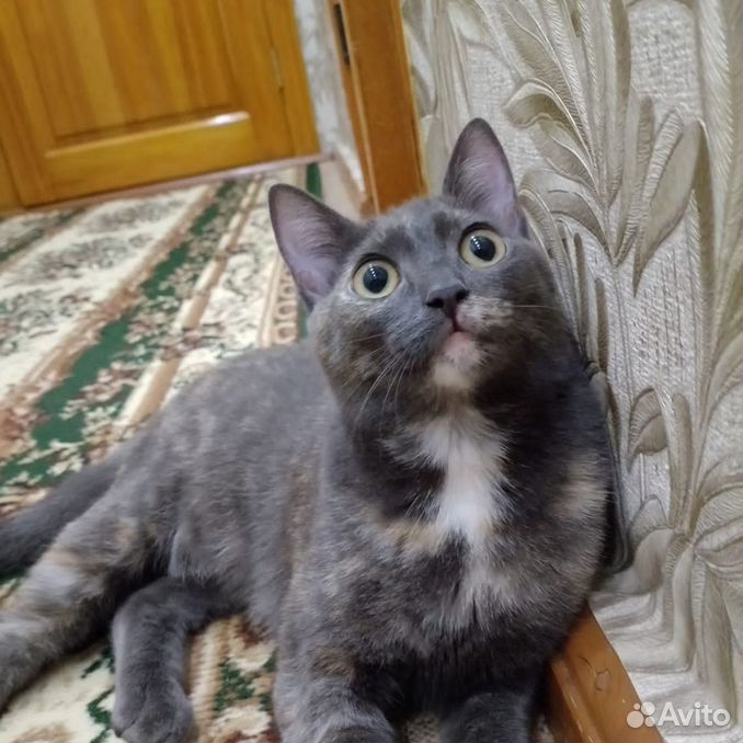 Кошечка Мотя