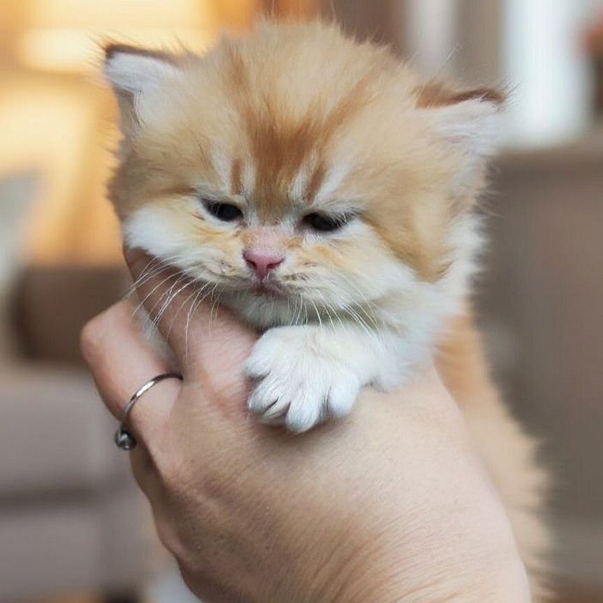 Британский длинношёрстный котёнок