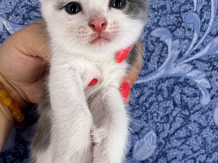 Продам котят