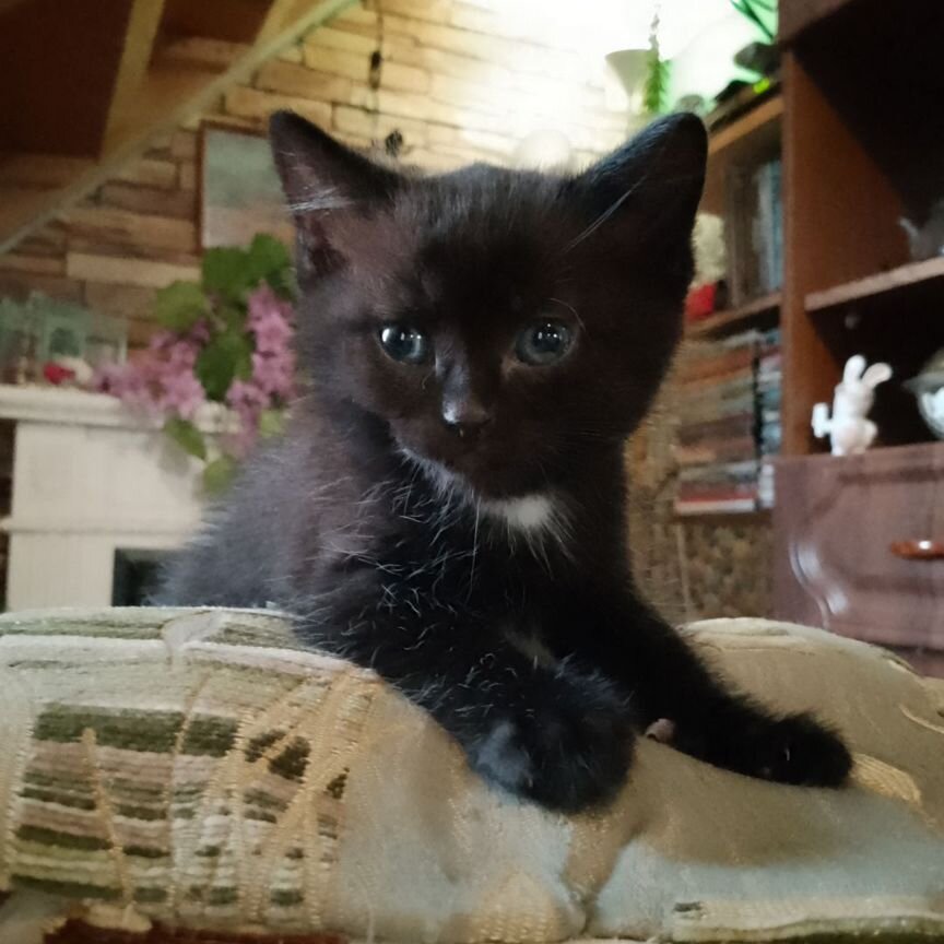 Отдам в хорошие руки трëх замечательных котят