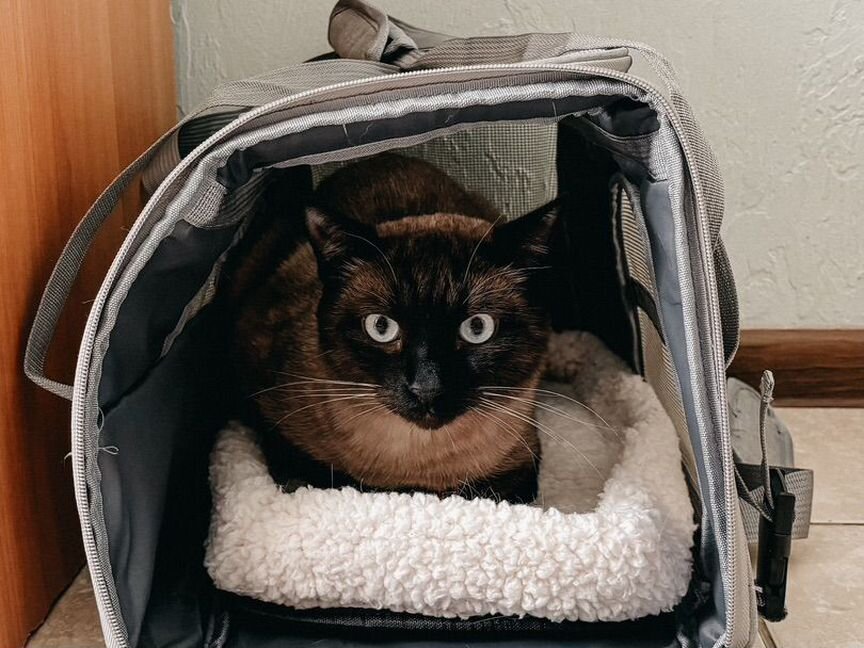 Отдам кота в добрые руки