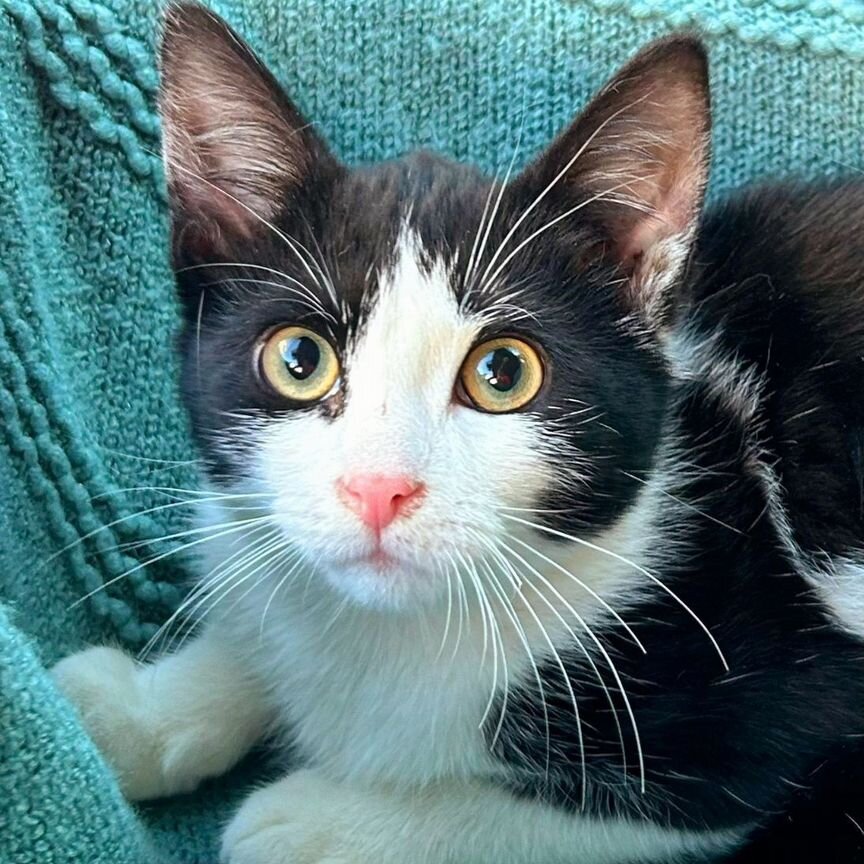 Котёнок в добрые руки