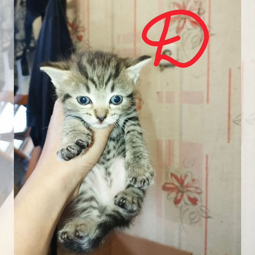 Котёнок в добрые руки