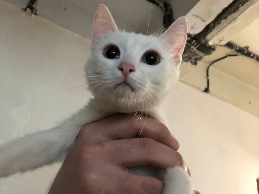 Найдена белая кошка