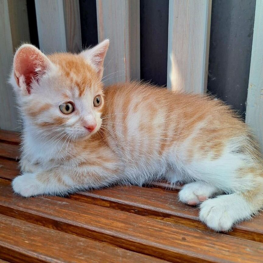 Котёнок от частного владельца