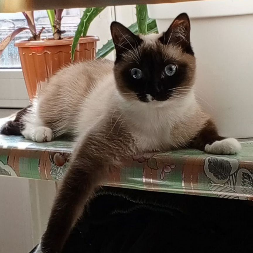 Бирманский котёнок