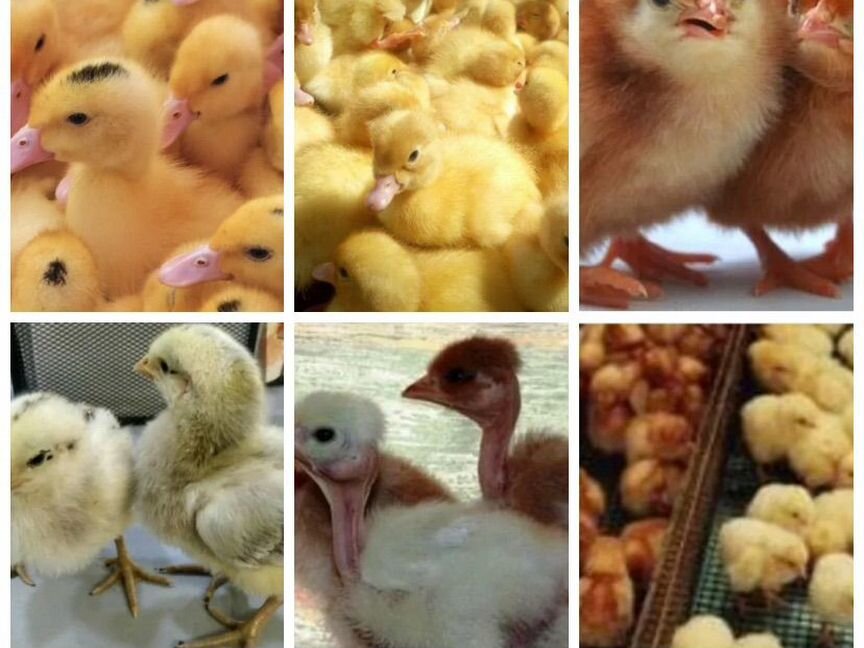 Бройлер белый и цветной,мулард, бройл утка