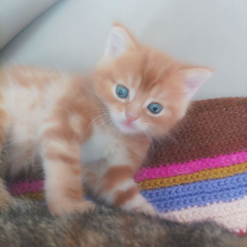 Рыжий котенок