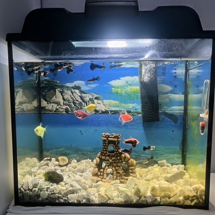 Продам аквариум вместе с рыбкоми