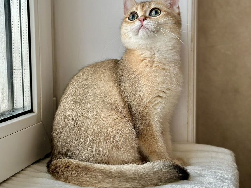 Яркая мордастая кошечка золотая шиншилла