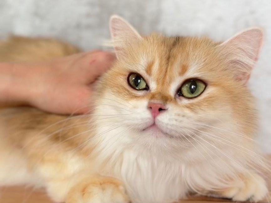 Кошка британская длинношерстная