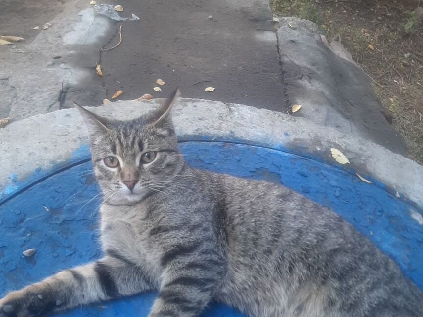 Котик в добрые руки