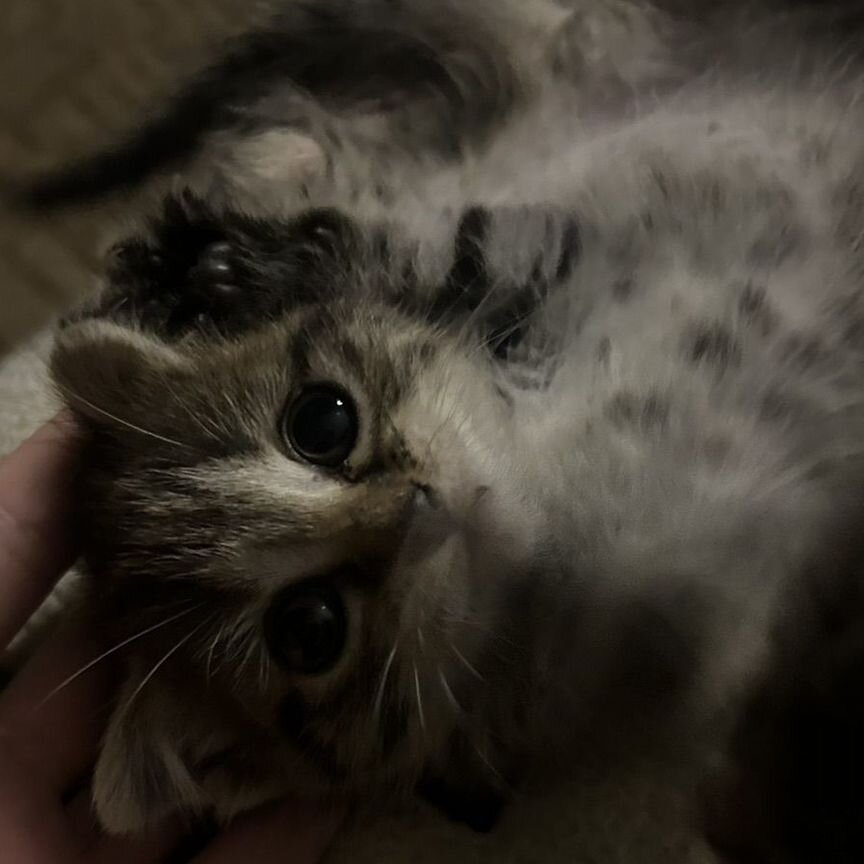 Шотландские вислоухие котята