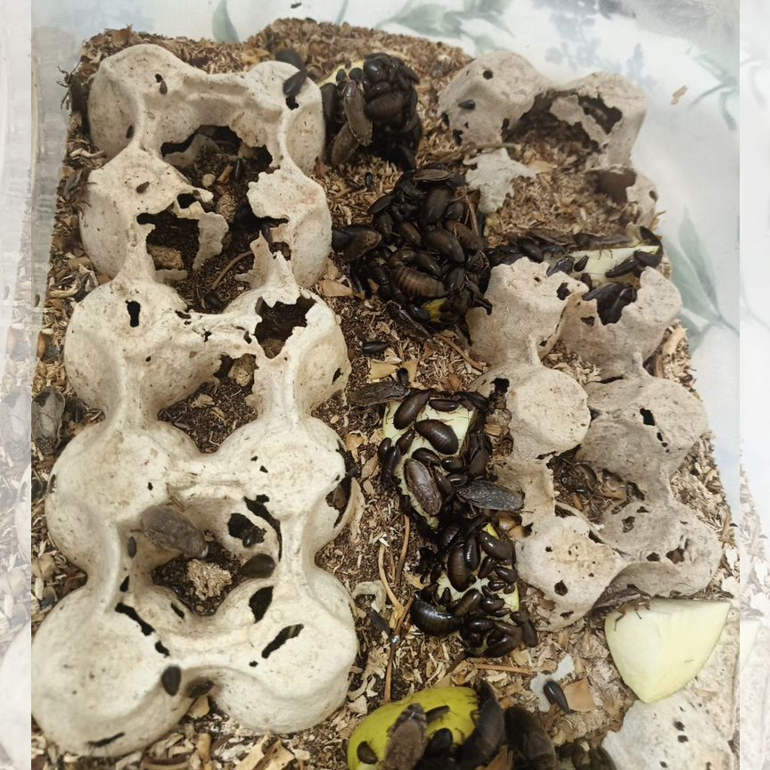 Тараканы кормовые живые