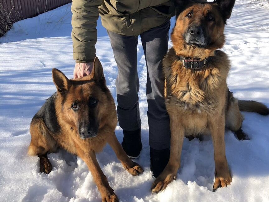 Немецкая овчарка