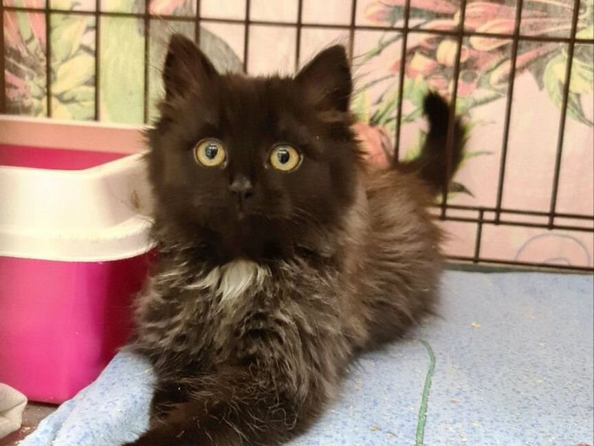 Ласковая 2-месячная кошечка